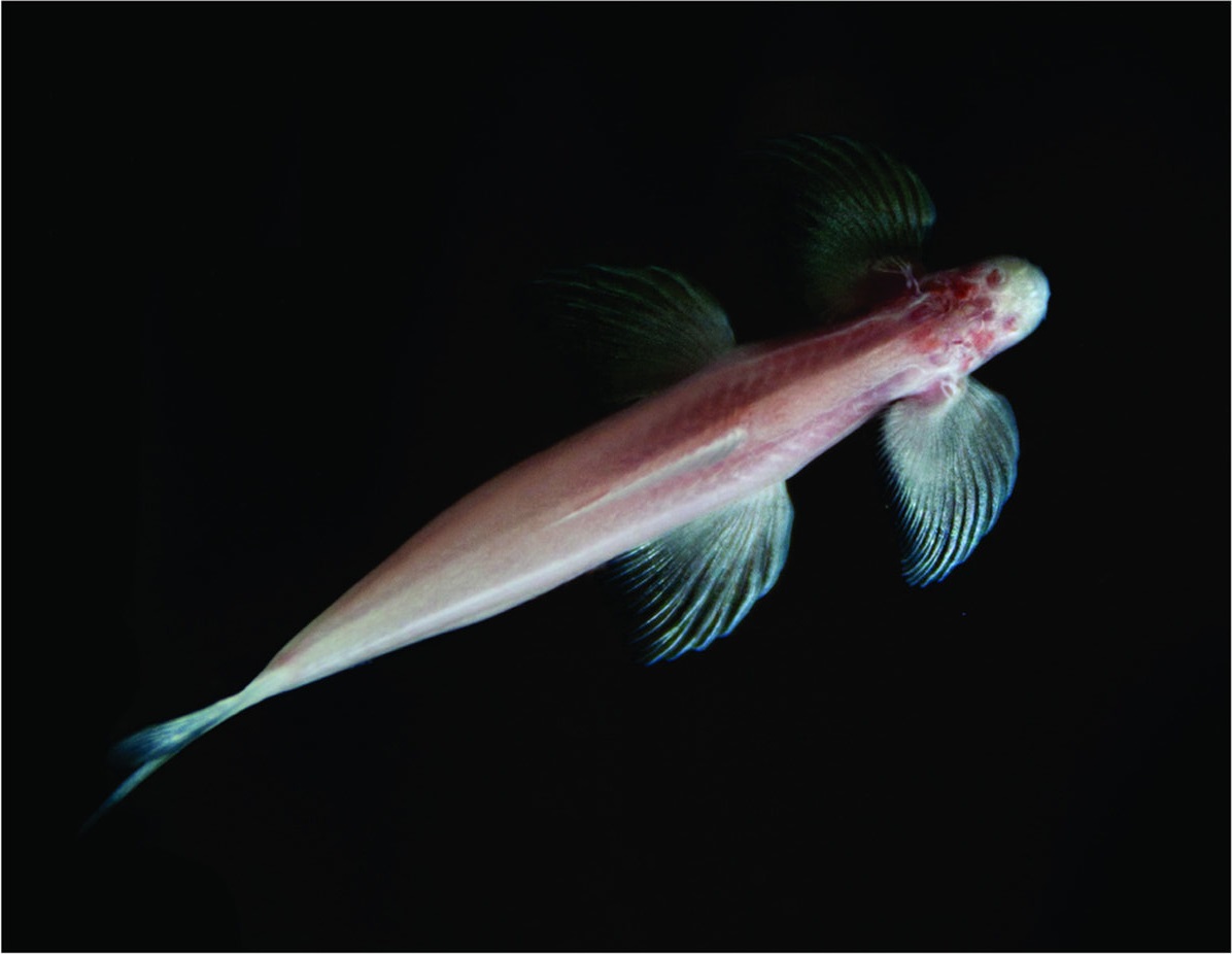 泰國洞穴魚具四足類行走特徵，生命登陸研究大突破 | TechNews 科技新報