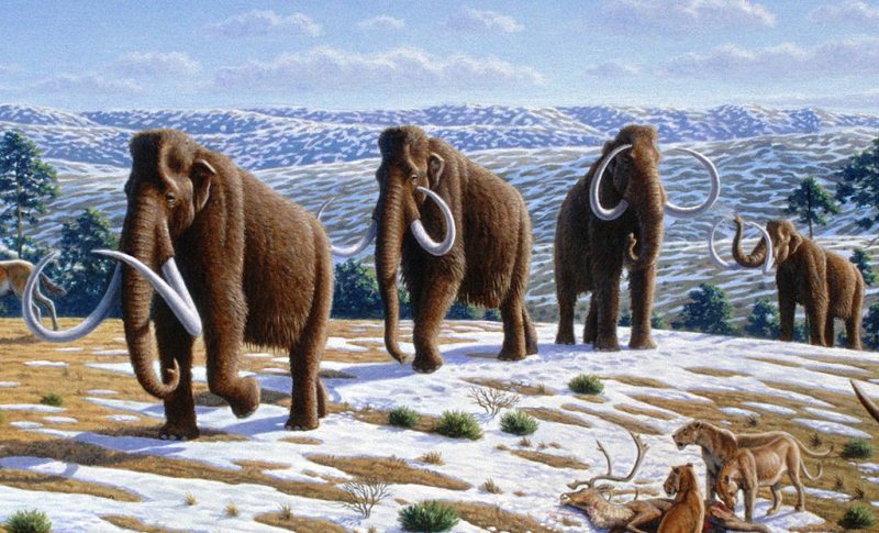 Exploring the Link Between Wildfires and the Extinction of Ice Age ...