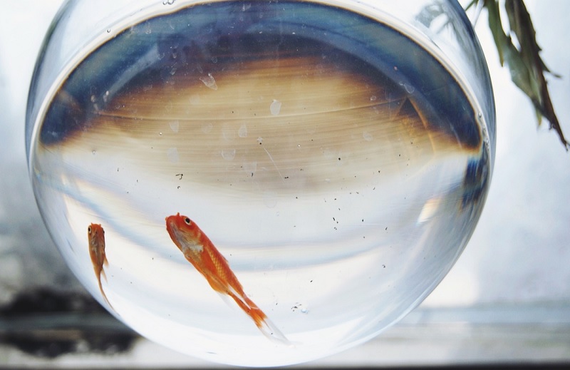 金魚自帶產酒技能，在無氧湖底撐過寒冬 | TechNews 科技新報