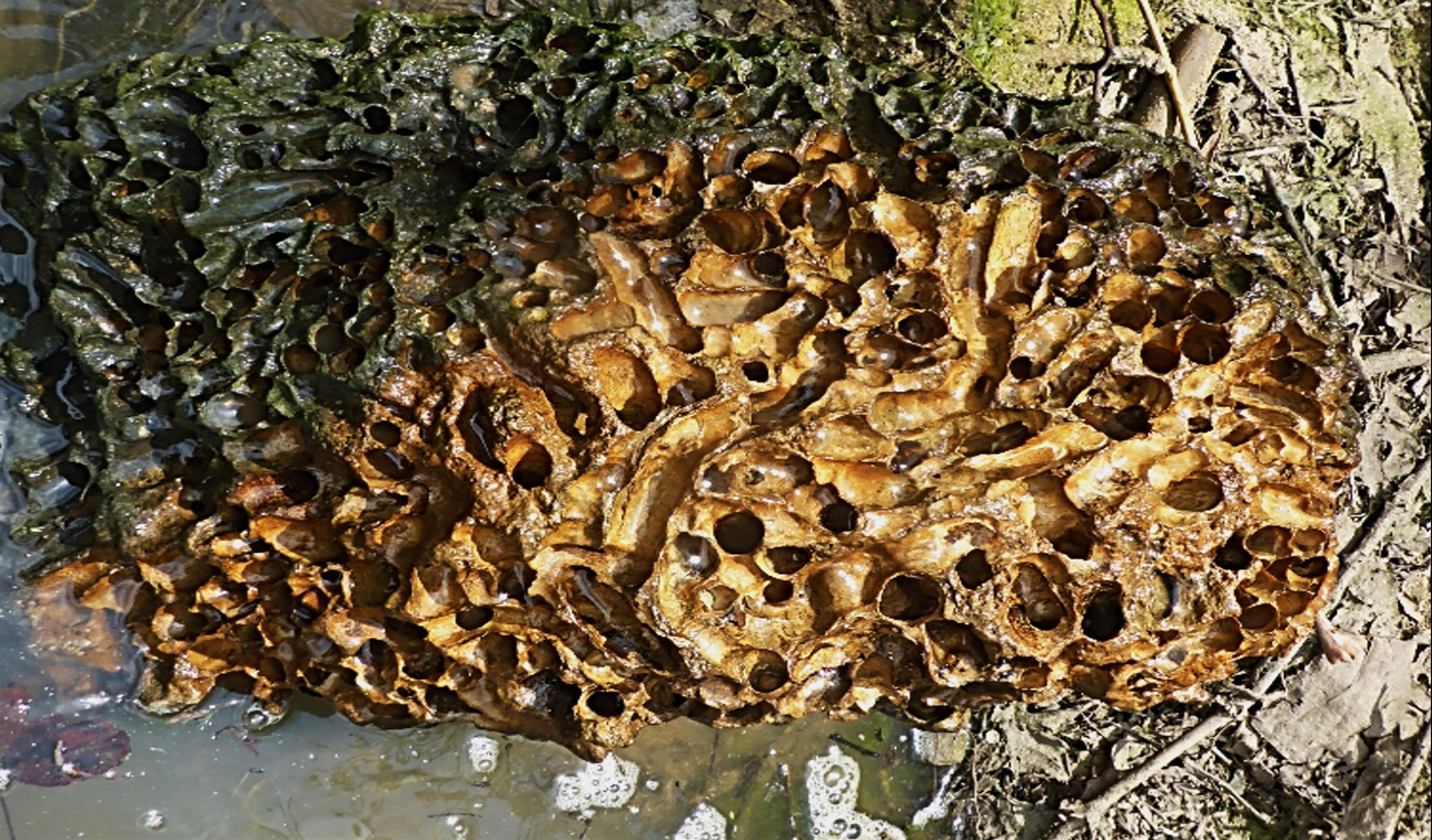 科學家在菲律賓河床發現新型態蛀船蟲，吃石頭排泄沙子 | TechNews 科技新報