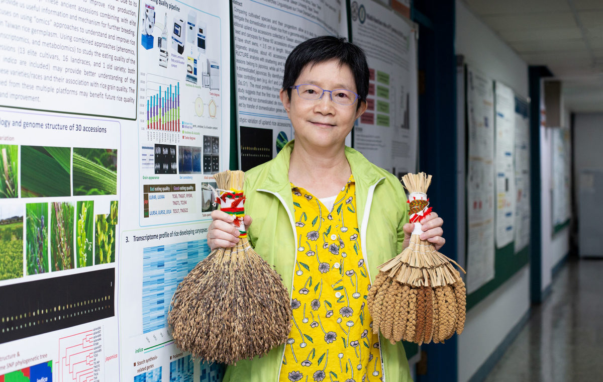 山地陸稻很有事！破解台灣蓬萊米身世，發現南島語族遷徙線索 | TechNews 科技新報