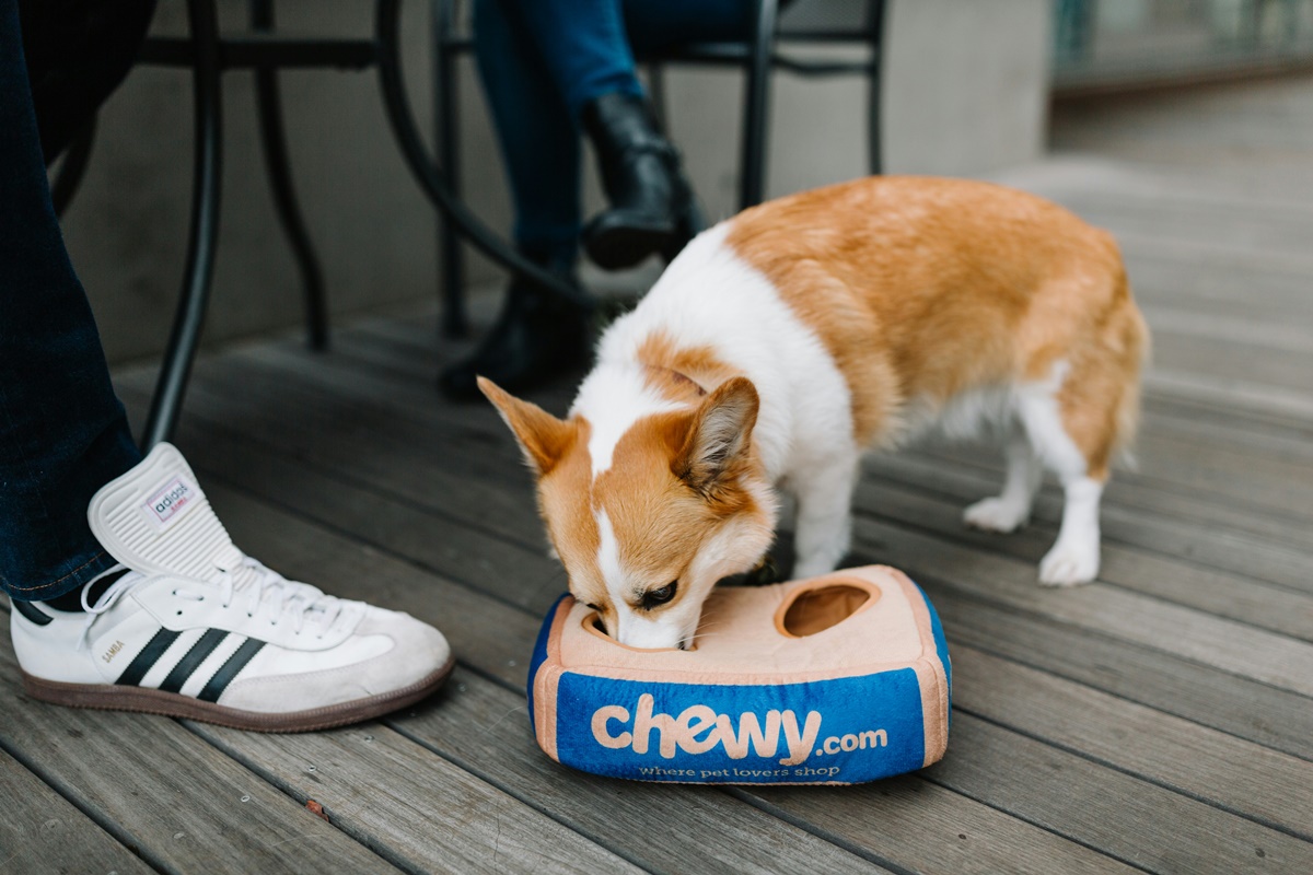 寵物市場回穩，Chewy 股價飆 27% 創史上最大漲幅 | TechNews 科技新報